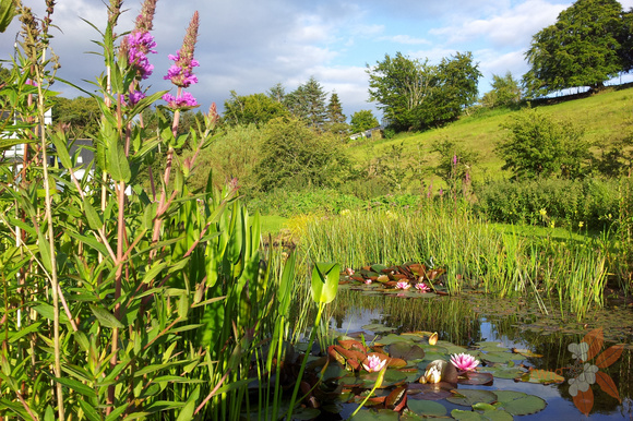 Edinburgh wildlife pond - Scottish garden design portfolio - Twig ...